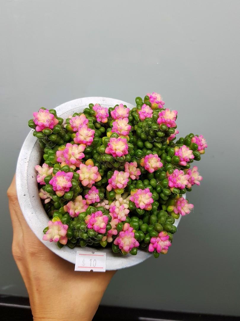 Anacampseros Crinita Pink Succulent, Furniture & Home Living, Gardening ...
