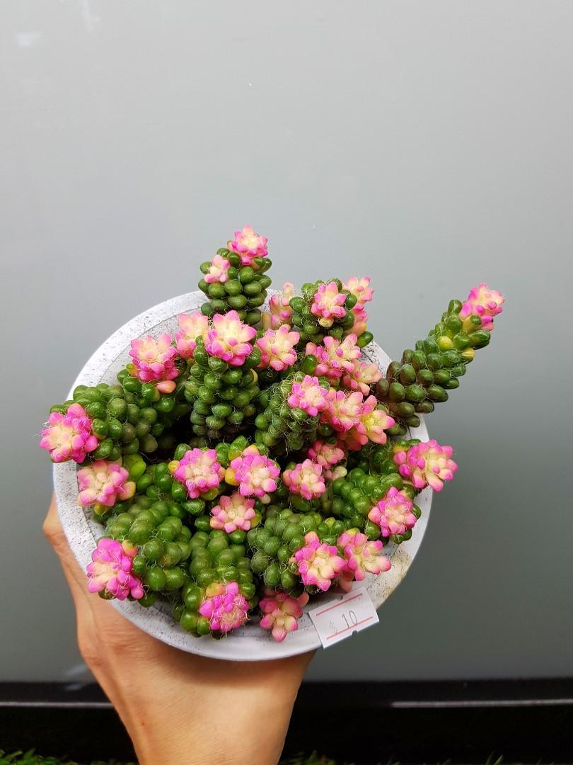 Anacampseros Crinita Pink Succulent, Furniture & Home Living, Gardening ...