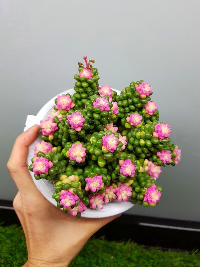 Anacampseros Crinita Pink Succulent, Furniture & Home Living, Gardening ...