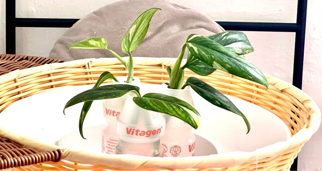 Beautiful Plants Monstera Standleyana Rare, Furniture & Home Living ...