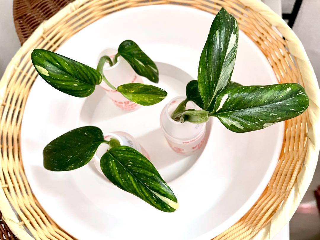 Beautiful Plants Monstera Standleyana Rare, Furniture & Home Living ...