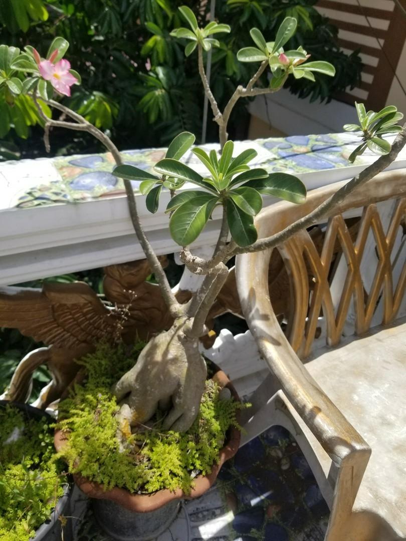 Big root kalachuchi, Furniture & Home Living, Gardening, Plants & Seeds ...