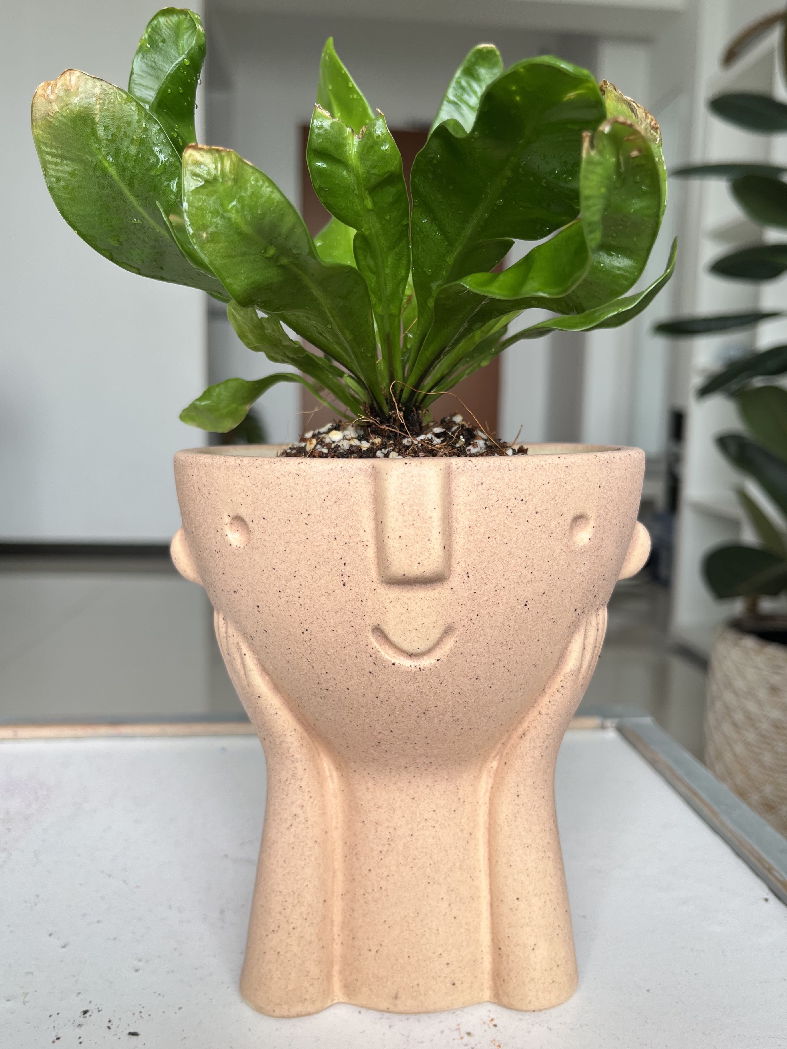 Bird’s Nest Fern on face planter, Furniture & Home Living, Gardening ...