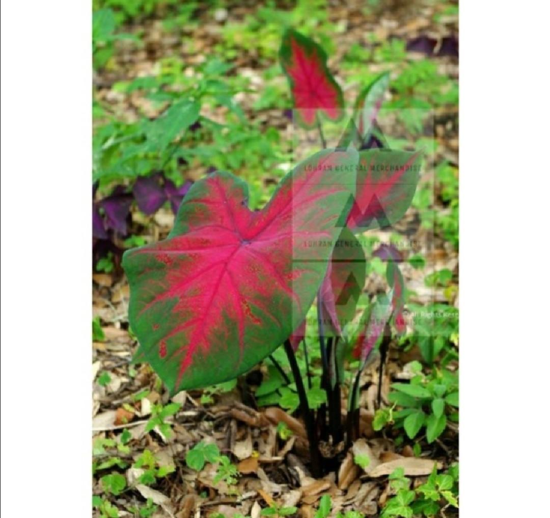 Caladium Florida Cardinal Rare Plant, Furniture & Home Living ...
