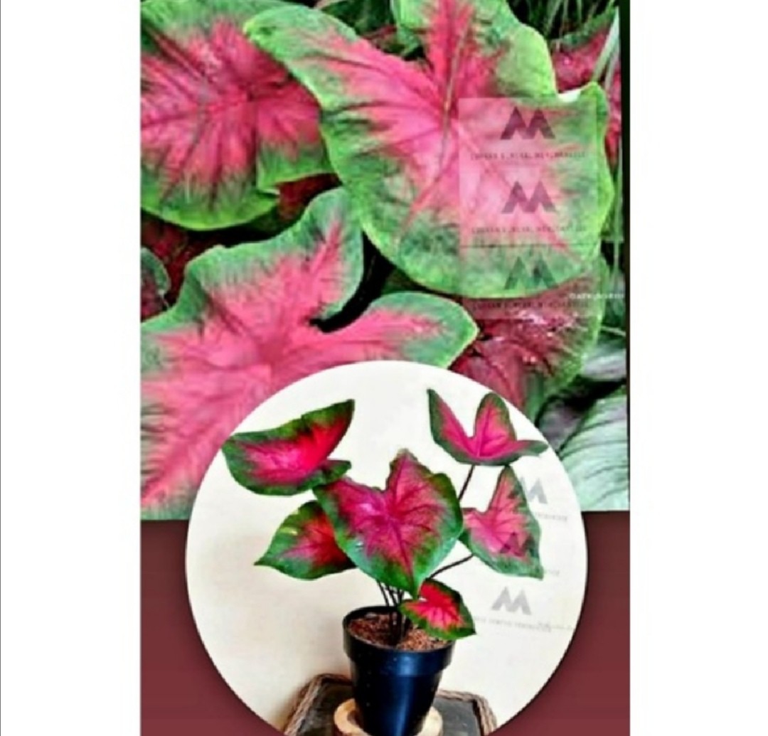 Caladium Florida Cardinal Rare Plant, Furniture & Home Living ...