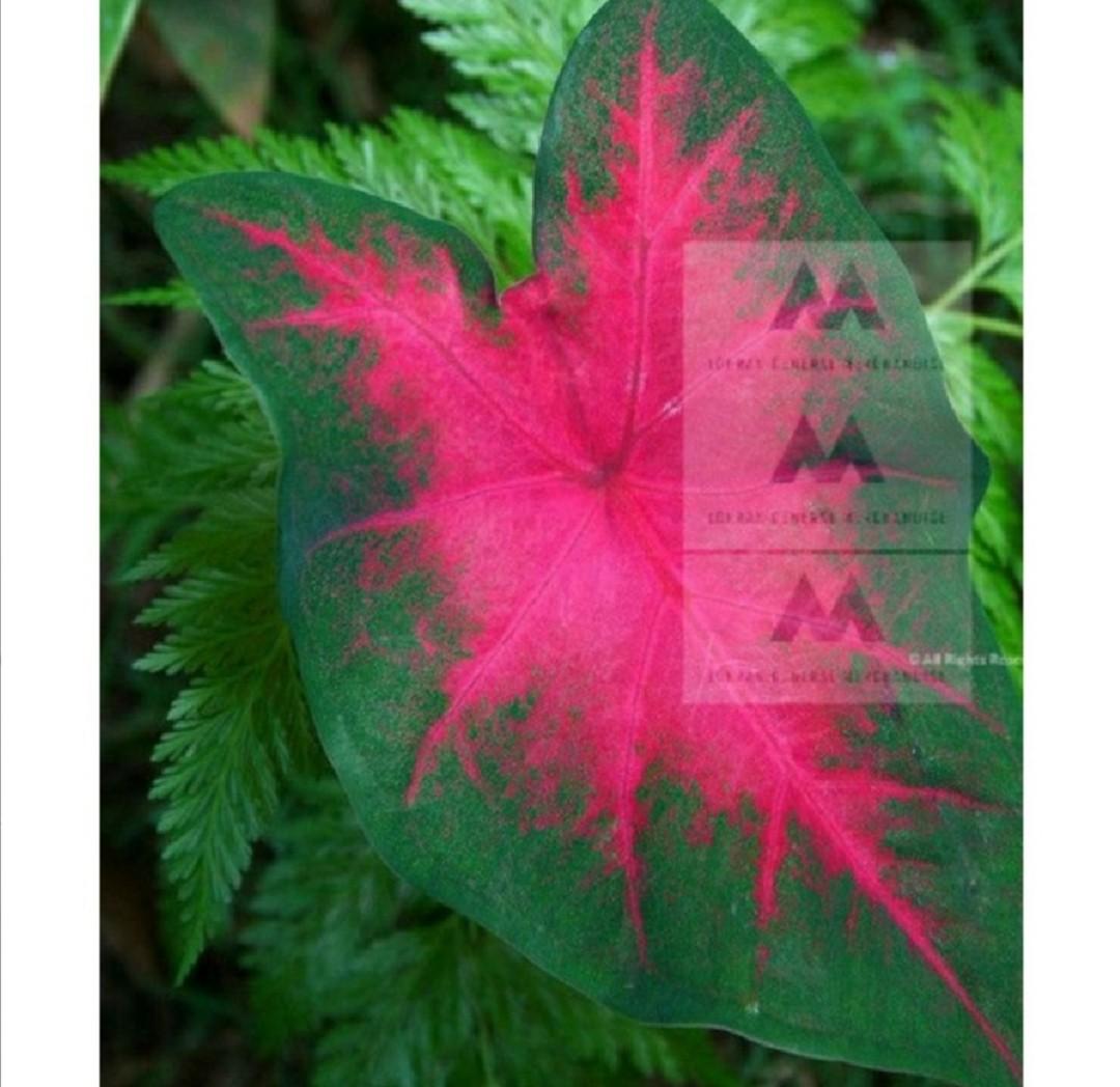 Caladium Florida Cardinal Rare Plant, Furniture & Home Living ...