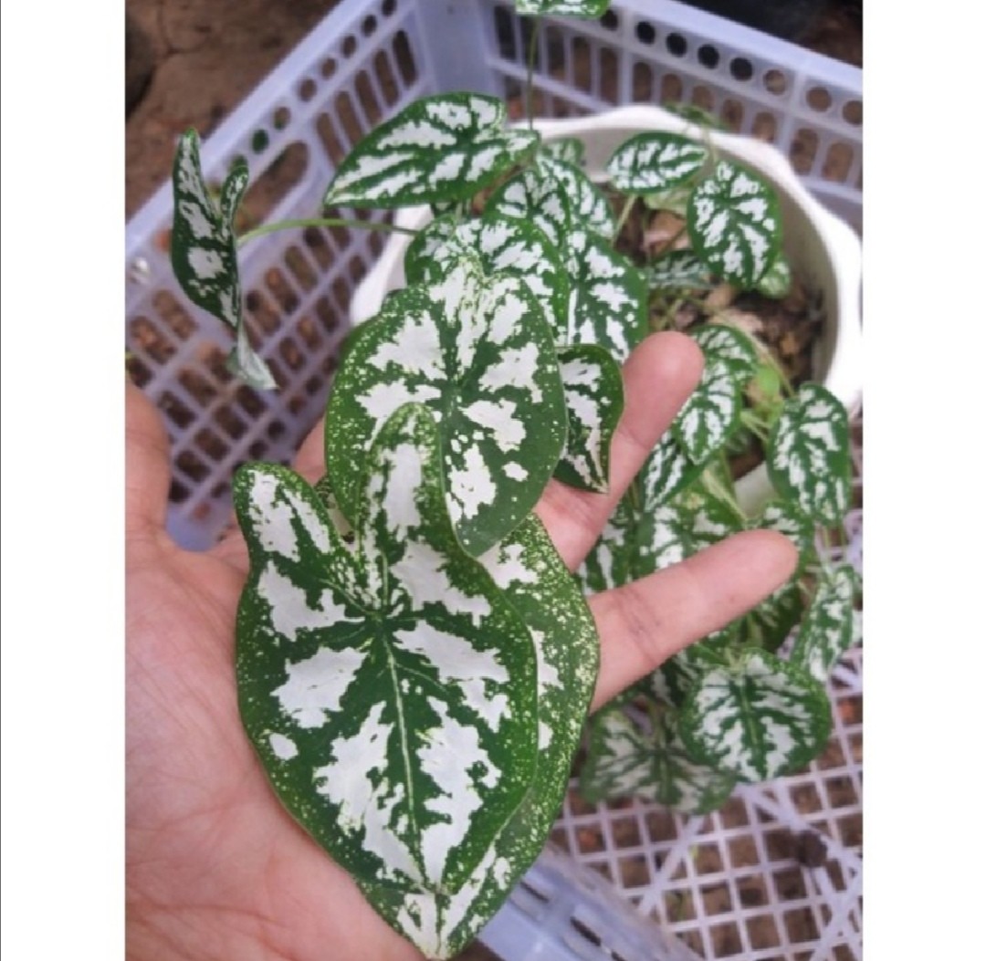 Caladium Humboldtii Mini White DWARF CALADIUM LIVE PLANT, Furniture ...