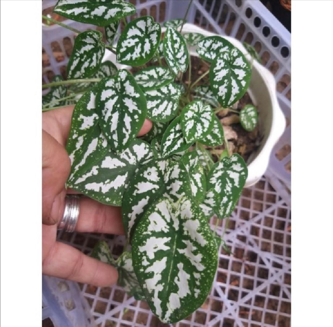 Caladium Humboldtii Mini White DWARF CALADIUM LIVE PLANT, Furniture ...