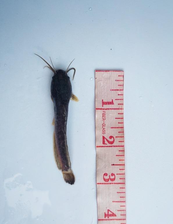 Catfish/Hito Fingerlings 1" 2" 3" 4", Food & Drinks, Fresh Produce on ...