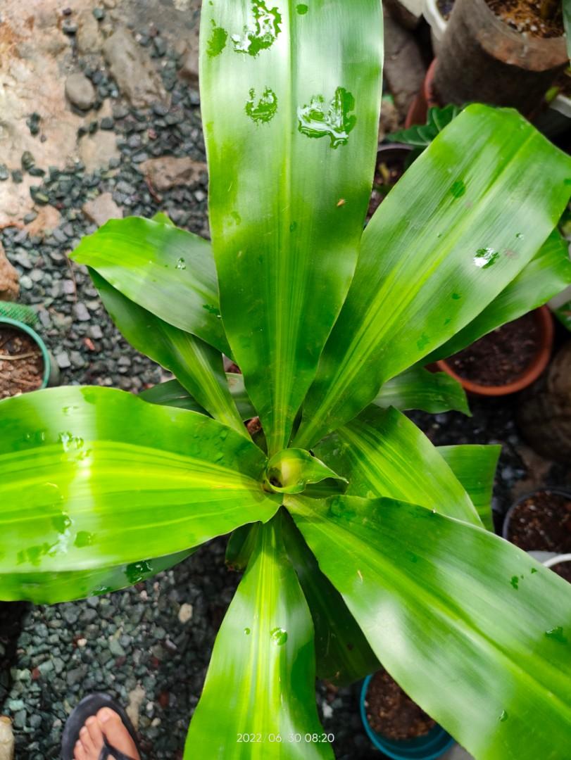 Fortune plant, Furniture & Home Living, Gardening, Plants & Seeds on ...