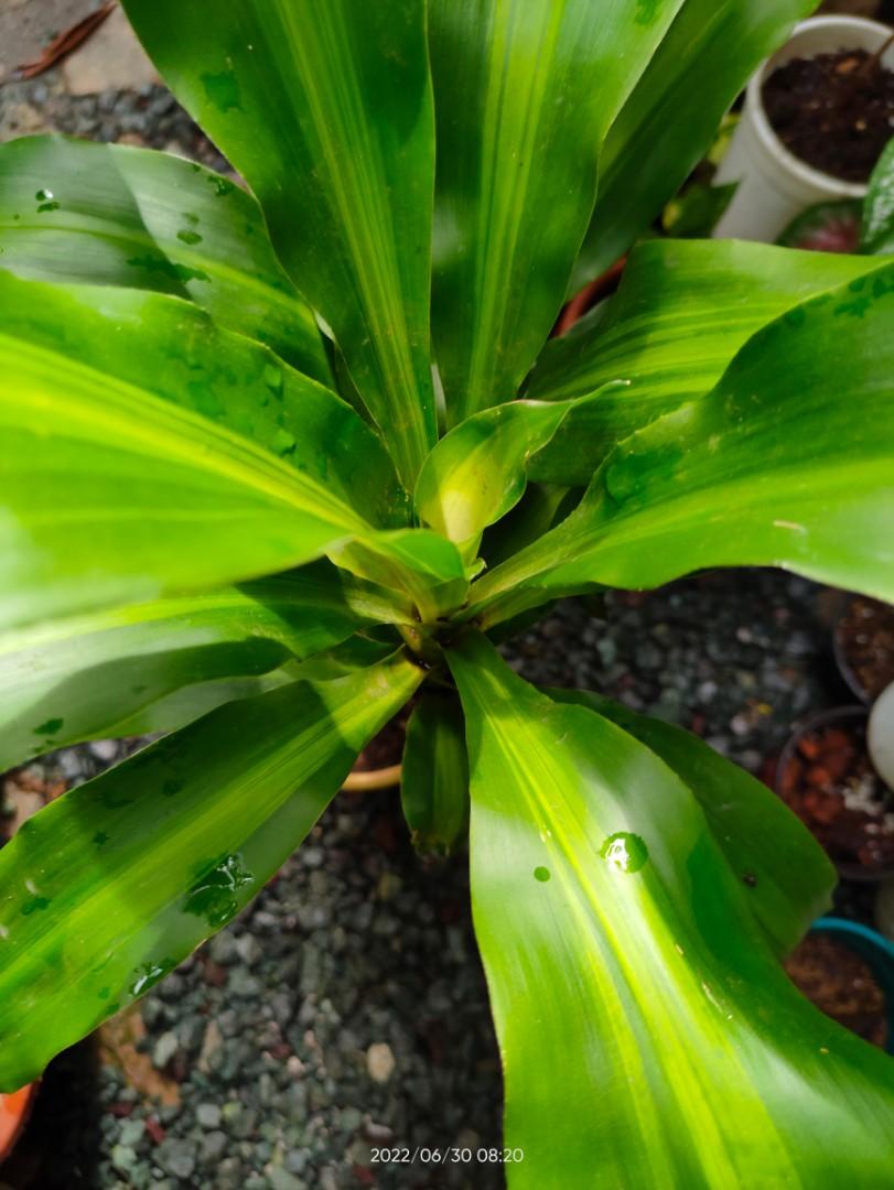 Fortune plant, Furniture & Home Living, Gardening, Plants & Seeds on ...