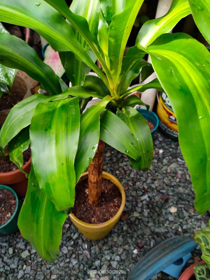 Fortune plant, Furniture & Home Living, Gardening, Plants & Seeds on ...