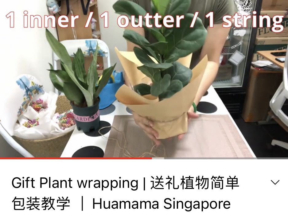 Free Tutorial | How to Wrap a plant for gift, Furniture & Home Living ...