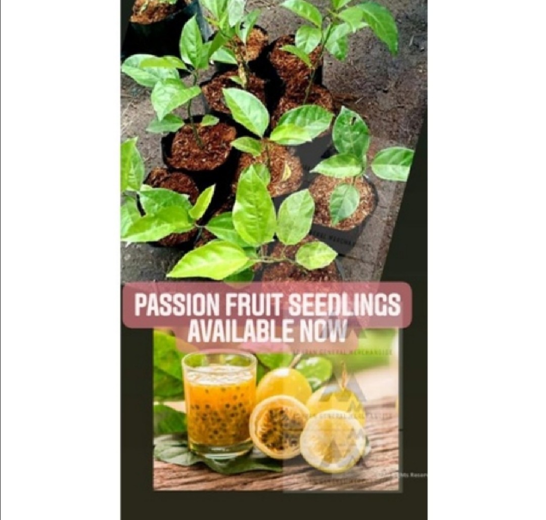Passion Fruit Seedlings Marcotted live Plant, Furniture & Home Living ...