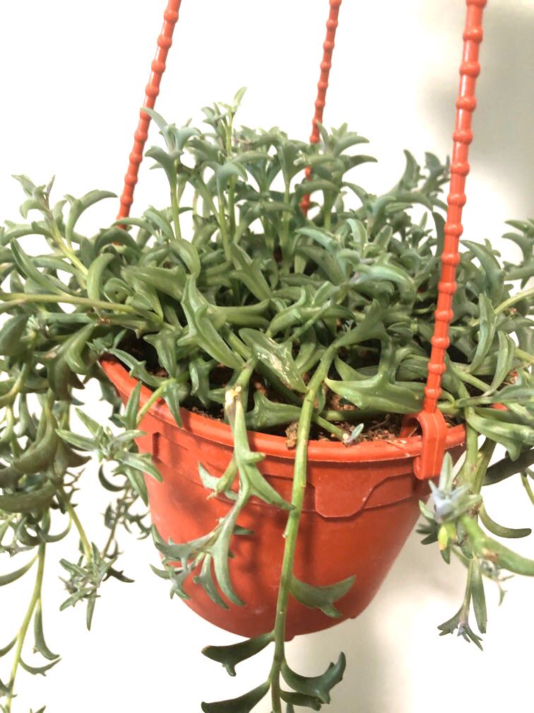 String of Dolphins, Furniture & Home Living, Gardening, Plants & Seeds ...