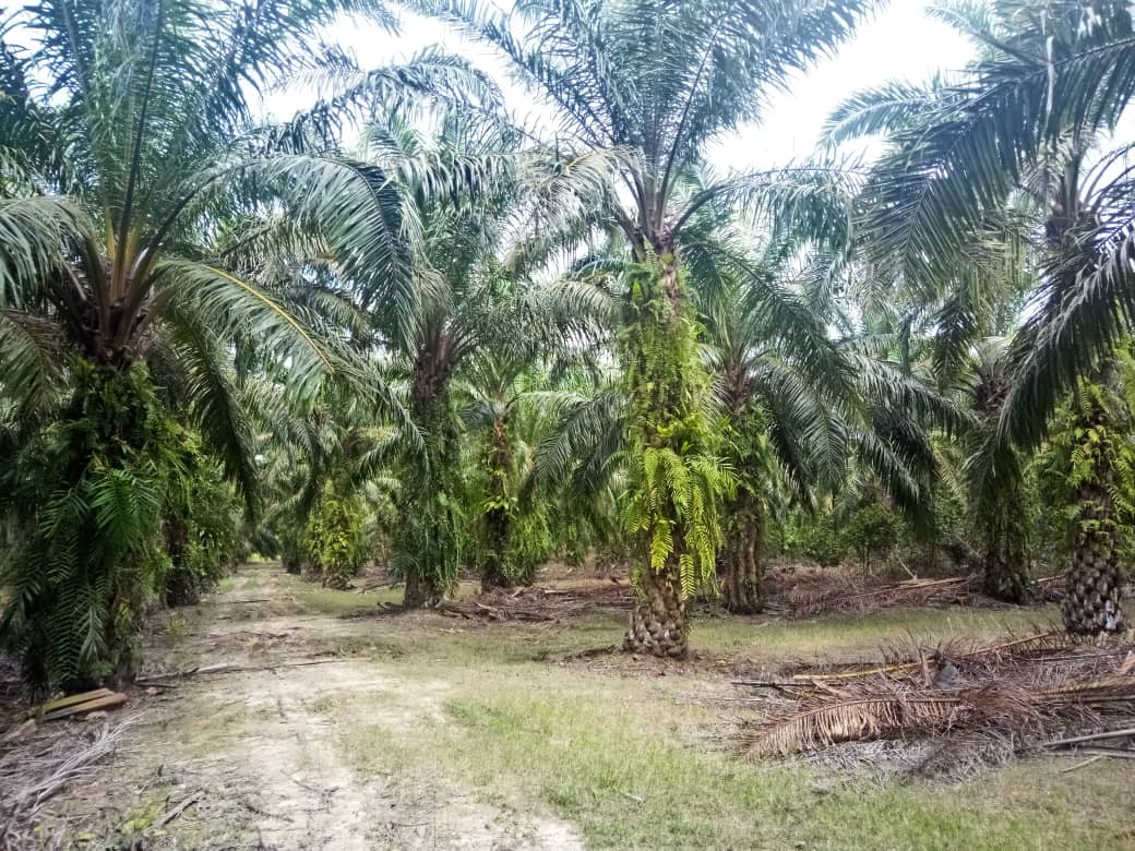 Tanah Pertanian kelapa sawit 3.92 ekar Kampong Gajah Perak, Property ...