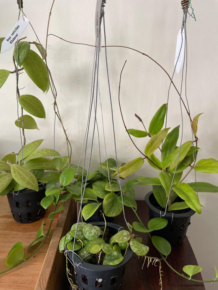 Hoya maxima, verticillata , baikensis, SP Philippines, imperialis red ...