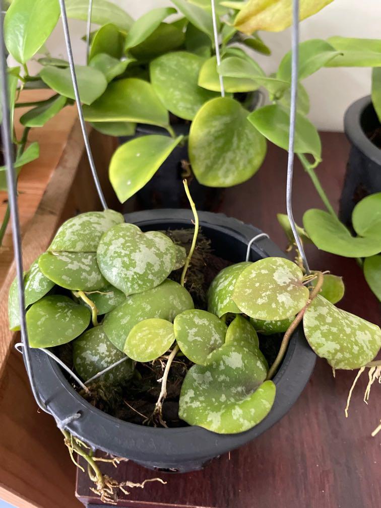 Hoya maxima, verticillata , baikensis, SP Philippines, imperialis red ...
