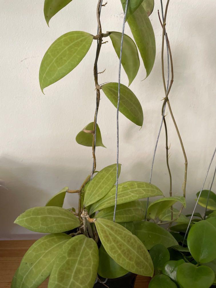 Hoya maxima, verticillata , baikensis, SP Philippines, imperialis red ...