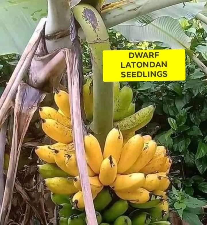 Latondan/Saba/Lakatan seedlings, Furniture & Home Living, Gardening ...