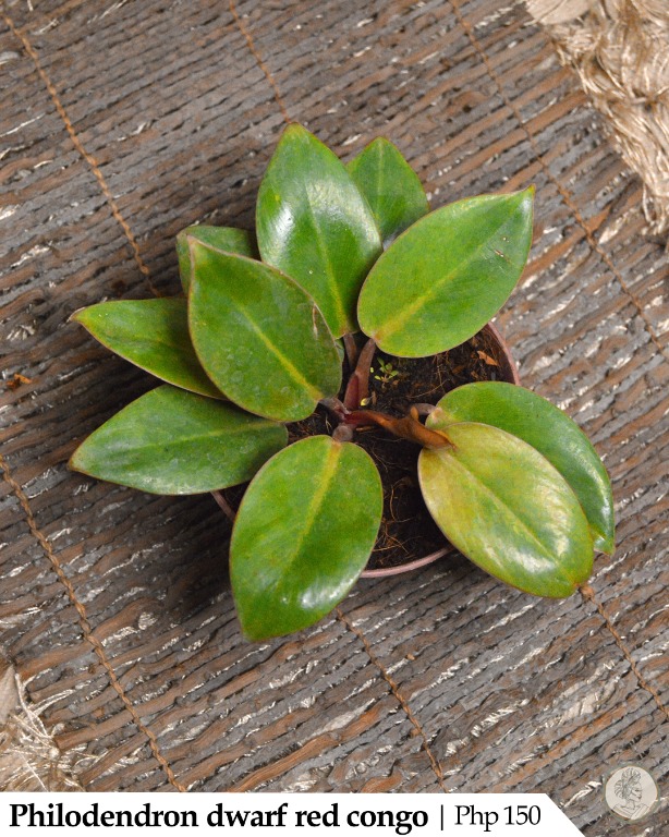 Philodendron dwarf red congo, Furniture & Home Living, Gardening ...