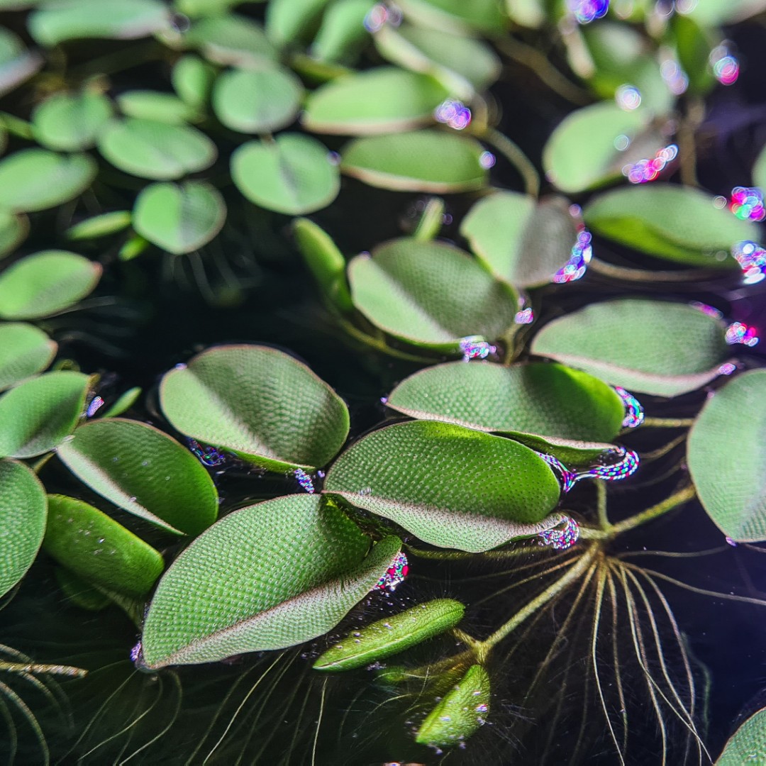 Salvinia minima / water spangles - floating aquatic aquarium plant ...