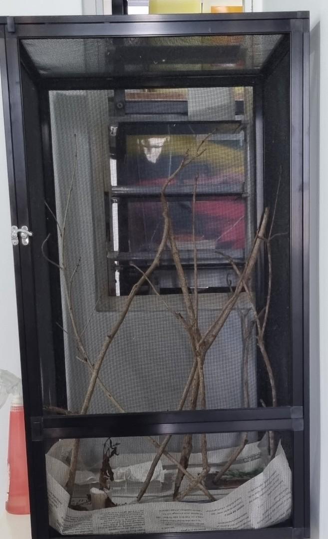 Stick insect tank, Pet Supplies, Homes & Other Pet Accessories on Carousell