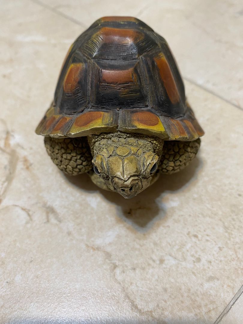 Tortoise Display, Hobbies & Toys, Memorabilia & Collectibles, Vintage ...