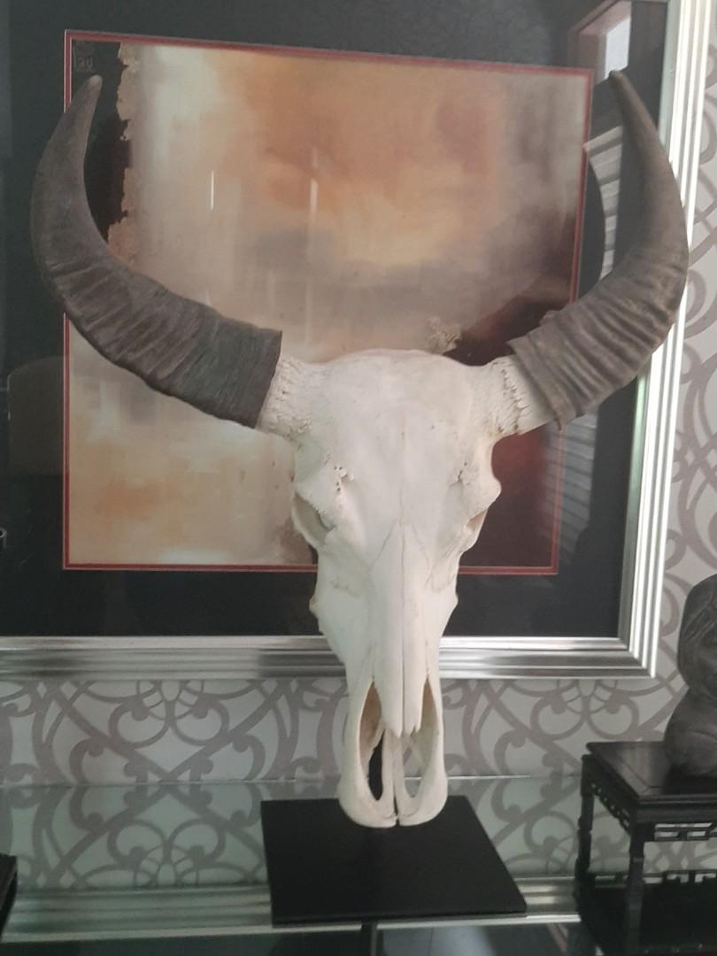 Carabao skull with horn decor with stand, Furniture & Home Living, Home ...