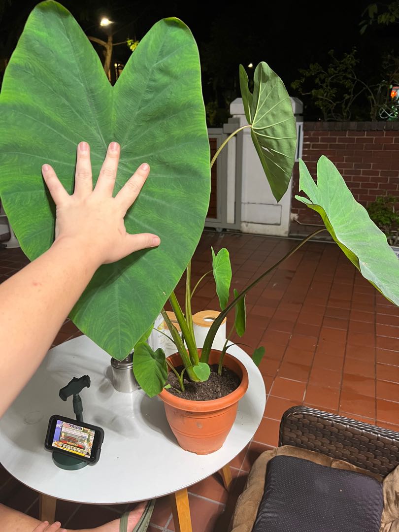 Colocasia black magic Large!, Furniture & Home Living, Gardening ...