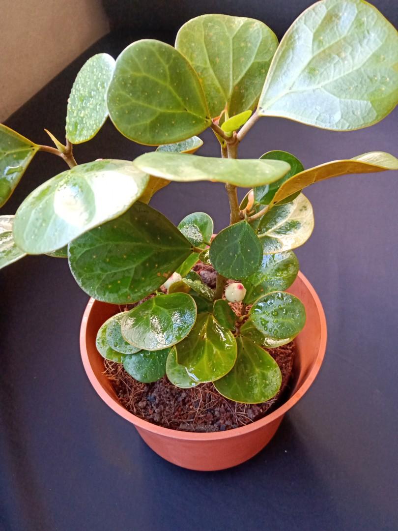Delta Fig (Ficus deltoidea), Furniture & Home Living, Gardening, Plants ...