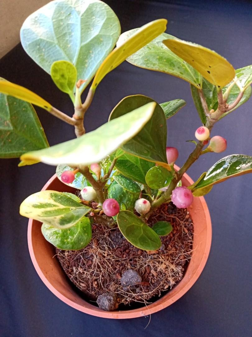Delta Fig (Ficus deltoidea), Furniture & Home Living, Gardening, Plants ...