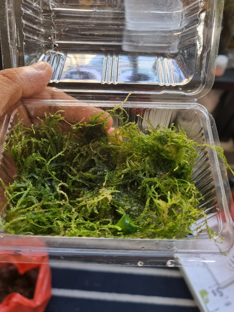 java moss terrarium aquarium, Furniture & Home Living, Gardening ...