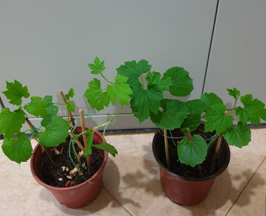 Mini Bitter Gourd Plants (2 pots), Furniture & Home Living, Gardening ...