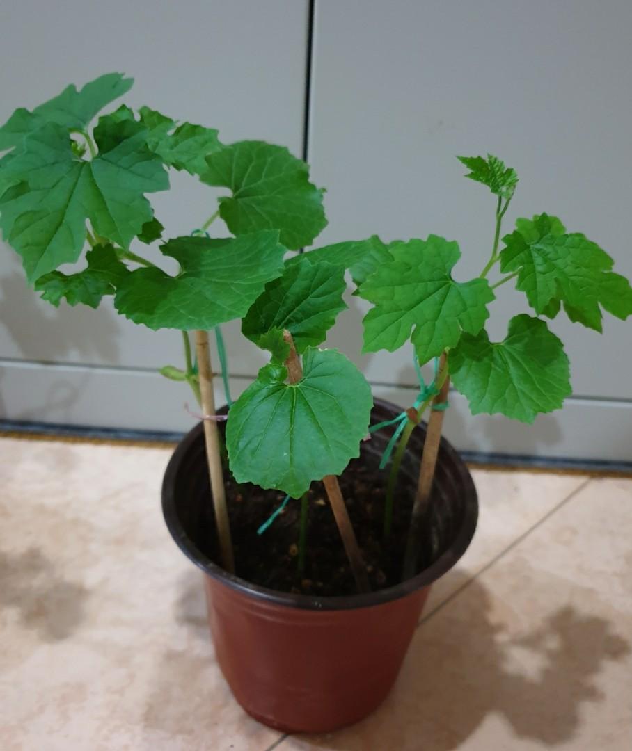 Mini Bitter Gourd Plants (2 pots), Furniture & Home Living, Gardening ...