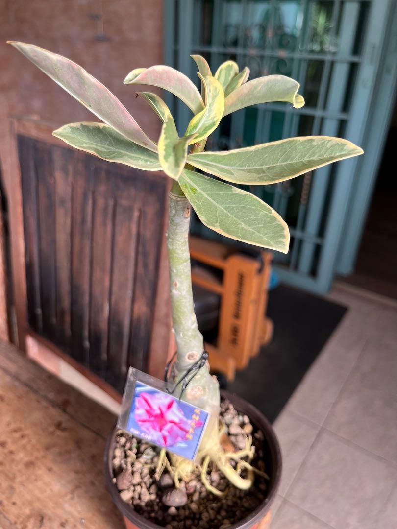 Multi petal Varigated adenium, Furniture & Home Living, Gardening ...
