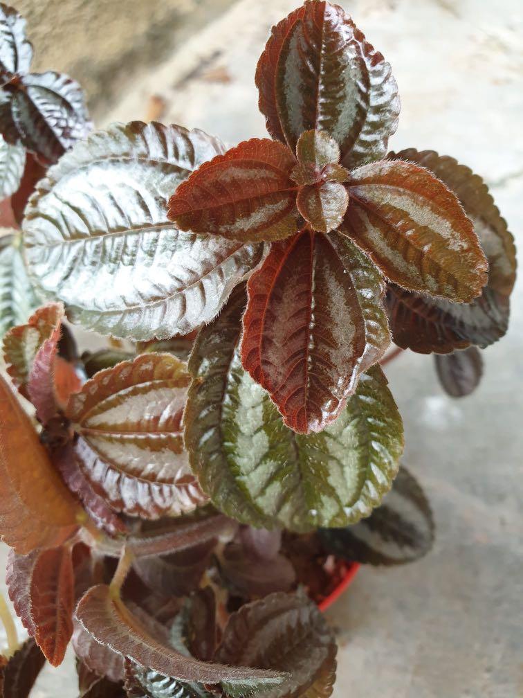 Pilea involucrata, Furniture & Home Living, Gardening, Plants & Seeds ...