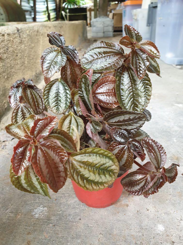 Pilea involucrata, Furniture & Home Living, Gardening, Plants & Seeds ...
