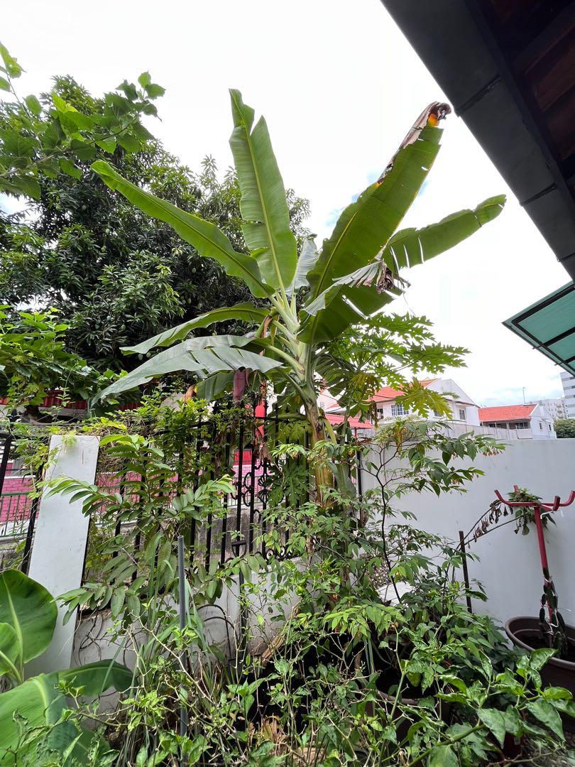 Pisang Raja Banana plant organic *1 left*, Furniture & Home Living ...