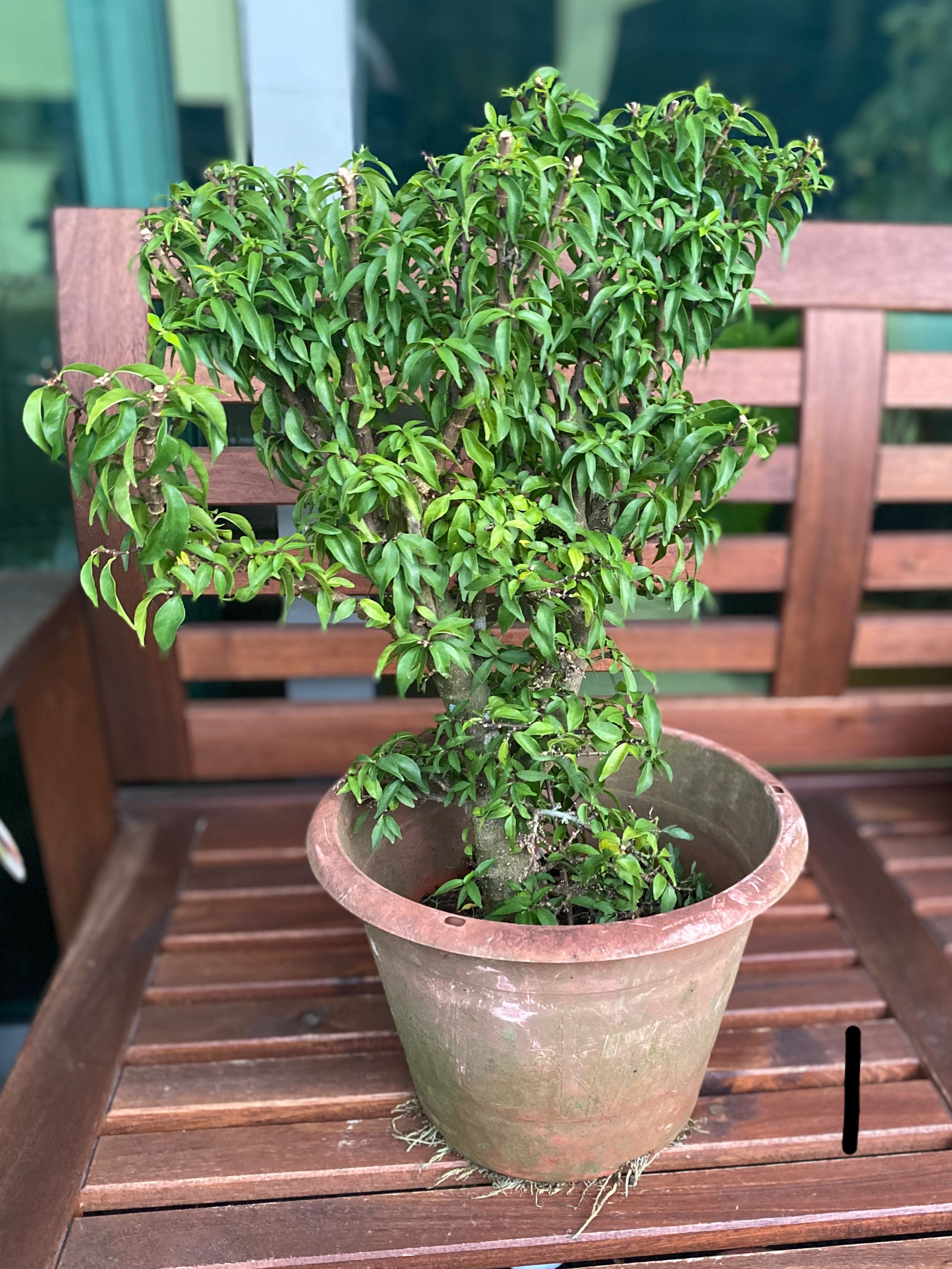 Wrightia religiosa shui mei bonsai small leaves jasmine plant to choose ...