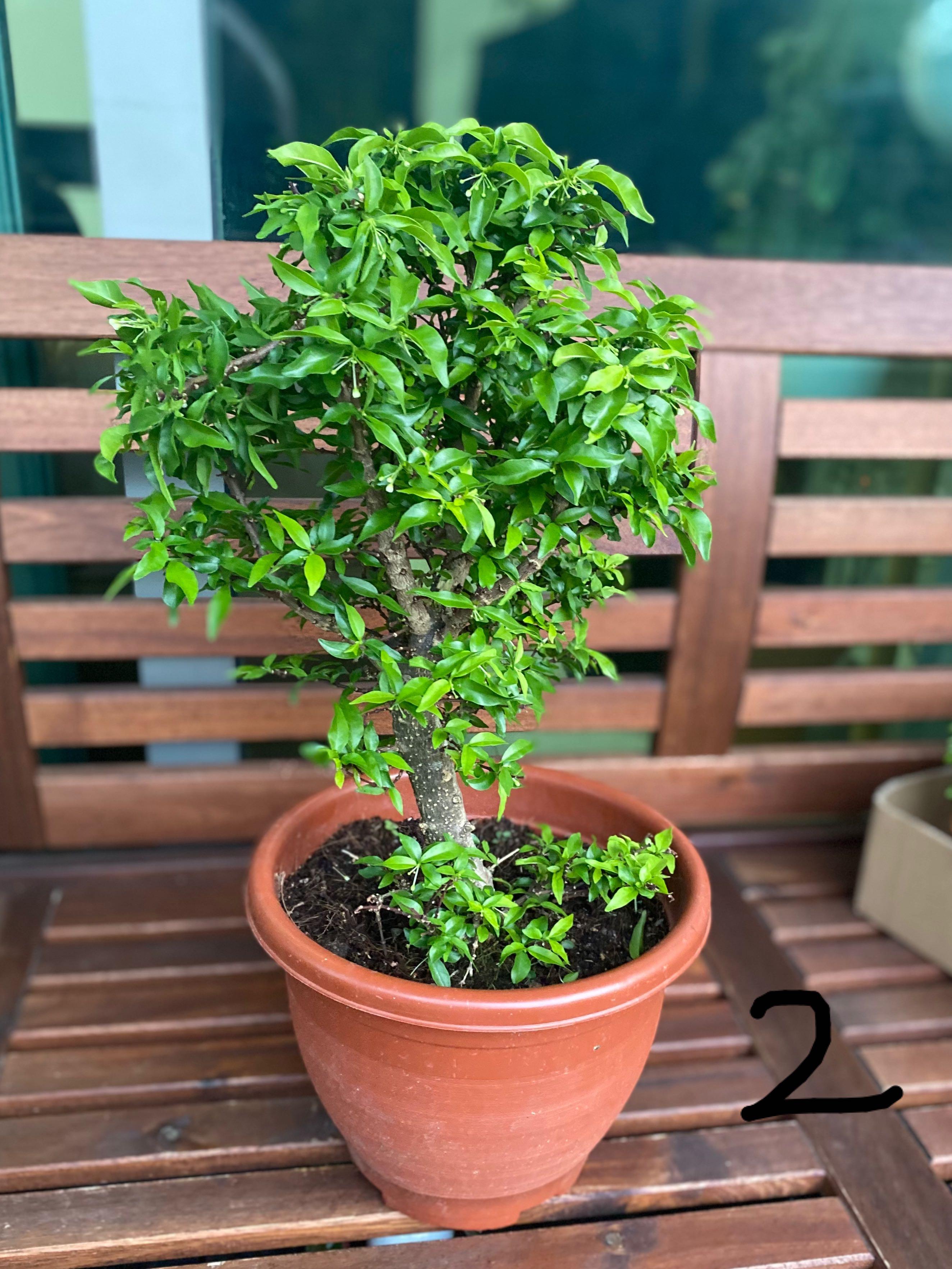 Wrightia religiosa shui mei bonsai small leaves jasmine plant to choose ...