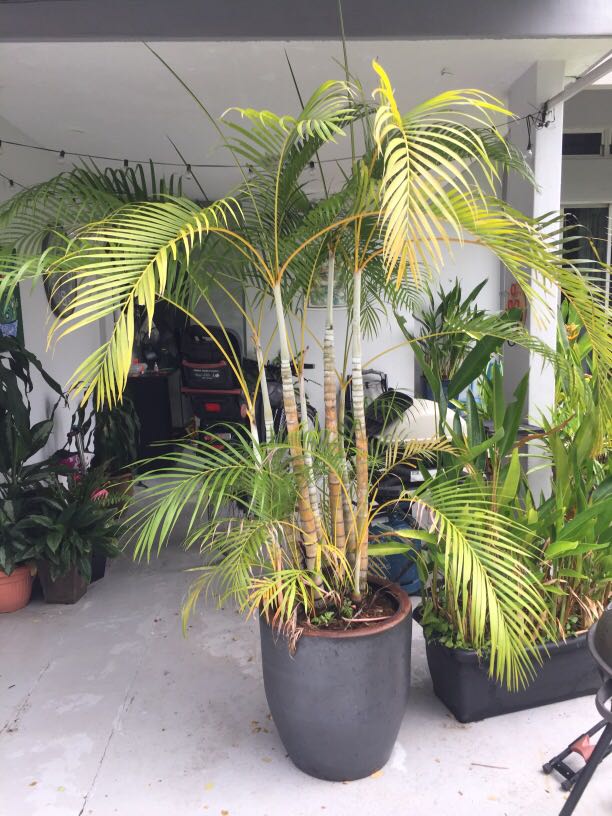 Yellow palm ceramic pot, Furniture & Home Living, Gardening, Plants ...