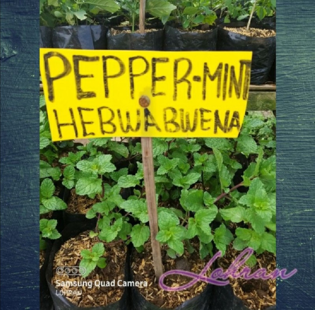 Assorted Mint Herb Chocomint, Java mint, and Peppermint, Furniture ...