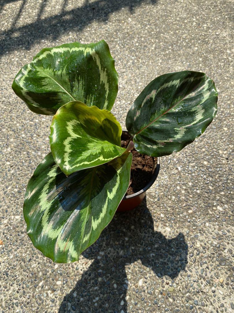 Calathea Marion, Furniture & Home Living, Gardening, Plants & Seeds on ...