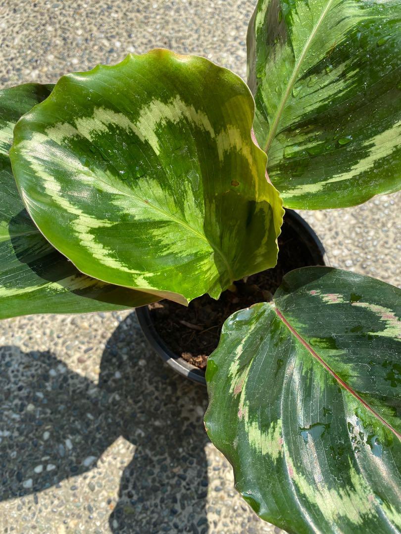 Calathea Marion, Furniture & Home Living, Gardening, Plants & Seeds on ...
