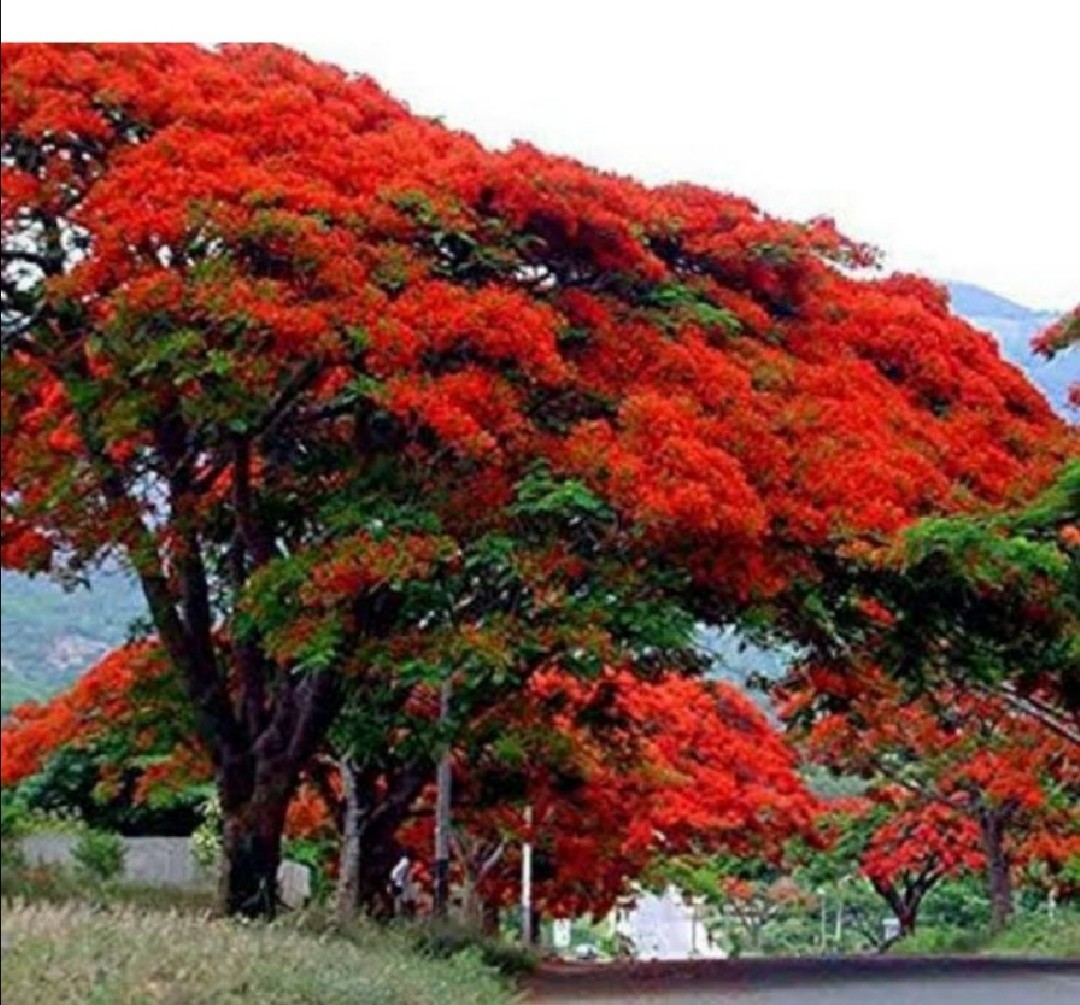 Philippine Fire Tree