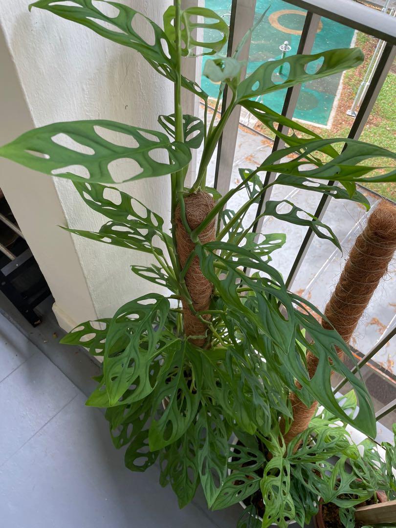 monstera adansonii narrow form, Furniture & Home Living, Gardening ...