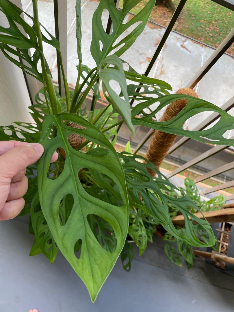 monstera adansonii narrow form, Furniture & Home Living, Gardening ...