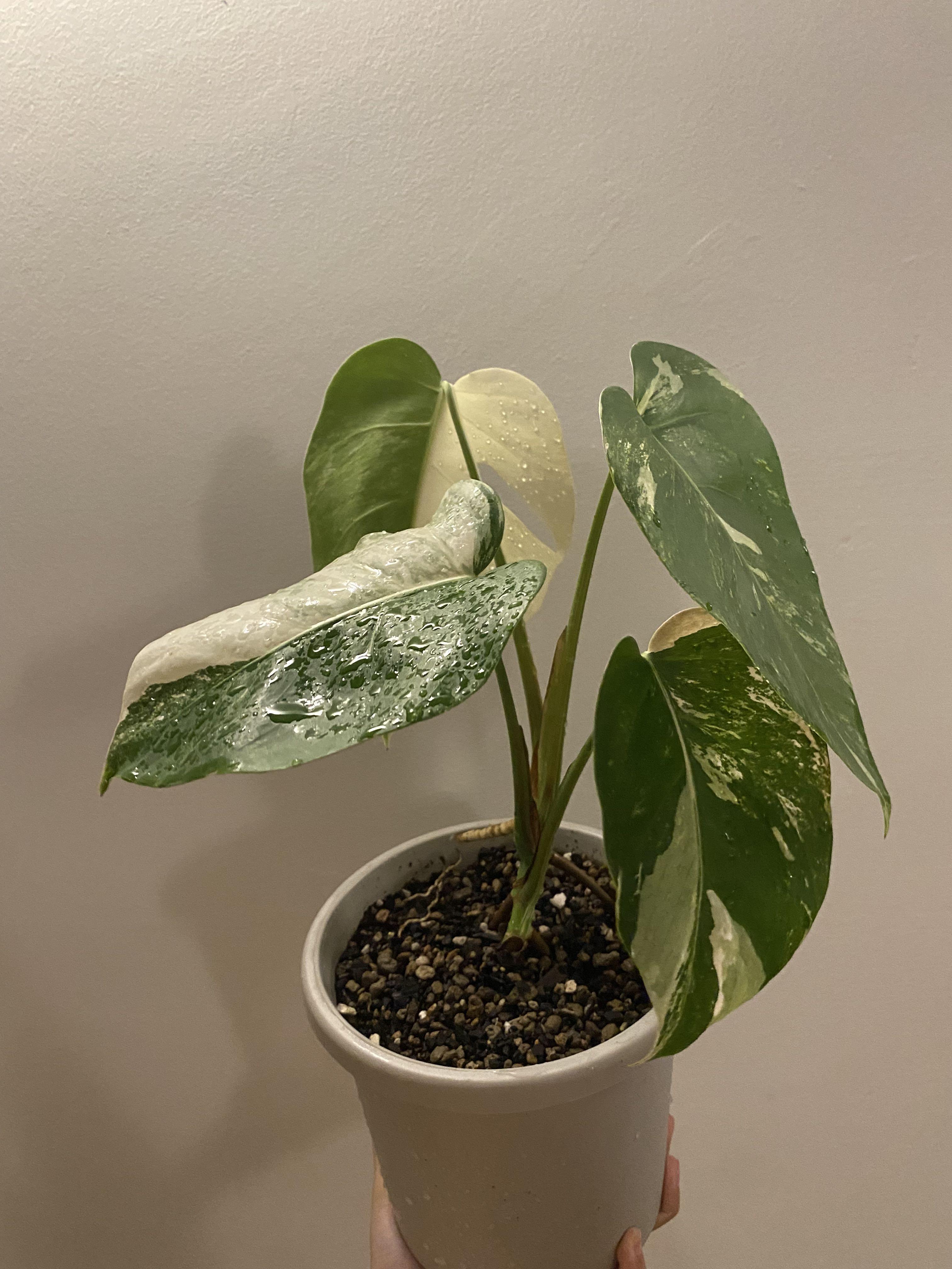 albo monstera japan, Furniture & Home Living, Gardening, Plants & Seeds ...