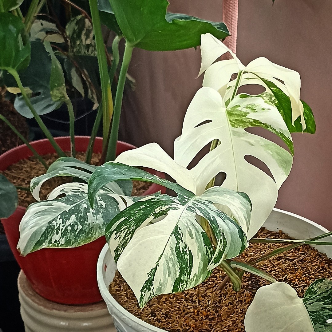 Monstera King Albo Variegata, Perkebunan di Carousell